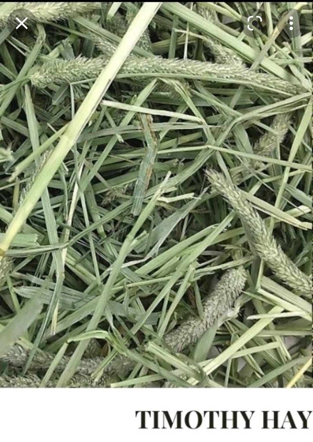 PREMIUM Timothy Hay 1kg (ZIP lock) | Pet Mart